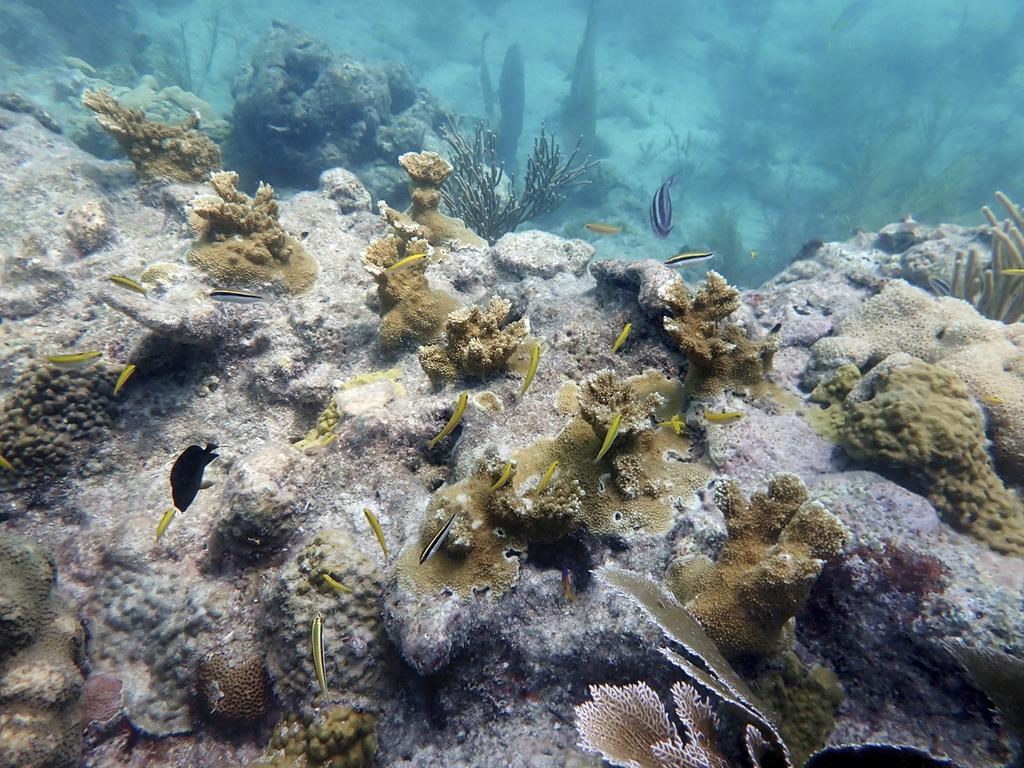 Scientists say Florida Keys coral reefs are already bleaching as water ...