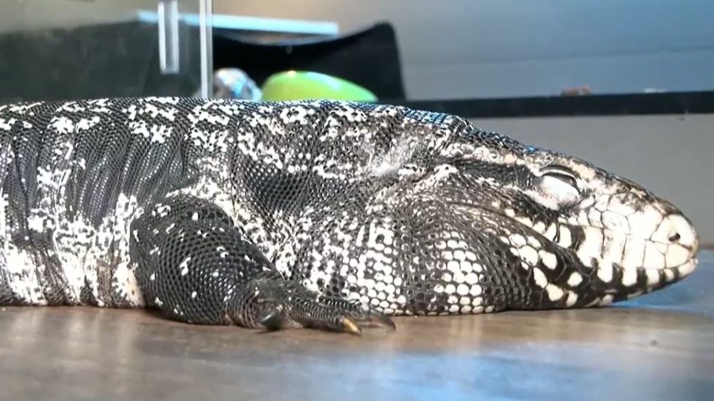 What to know about the ‘tegu’, the large, exotic lizard found under a ...