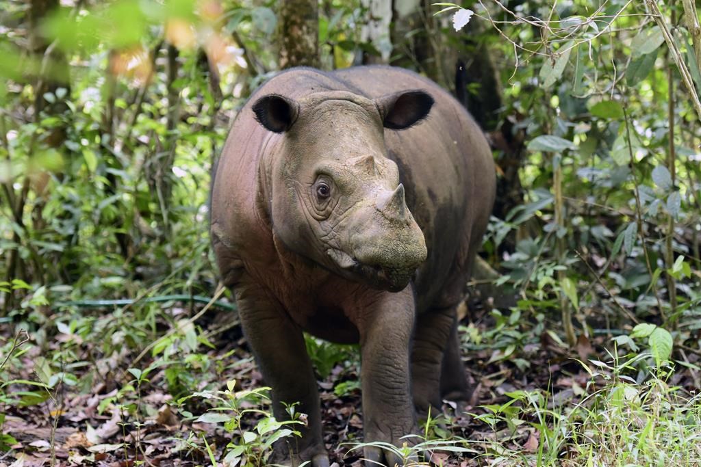 A Sumatran rhino calf born in Indonesia adds to an endangered species ...