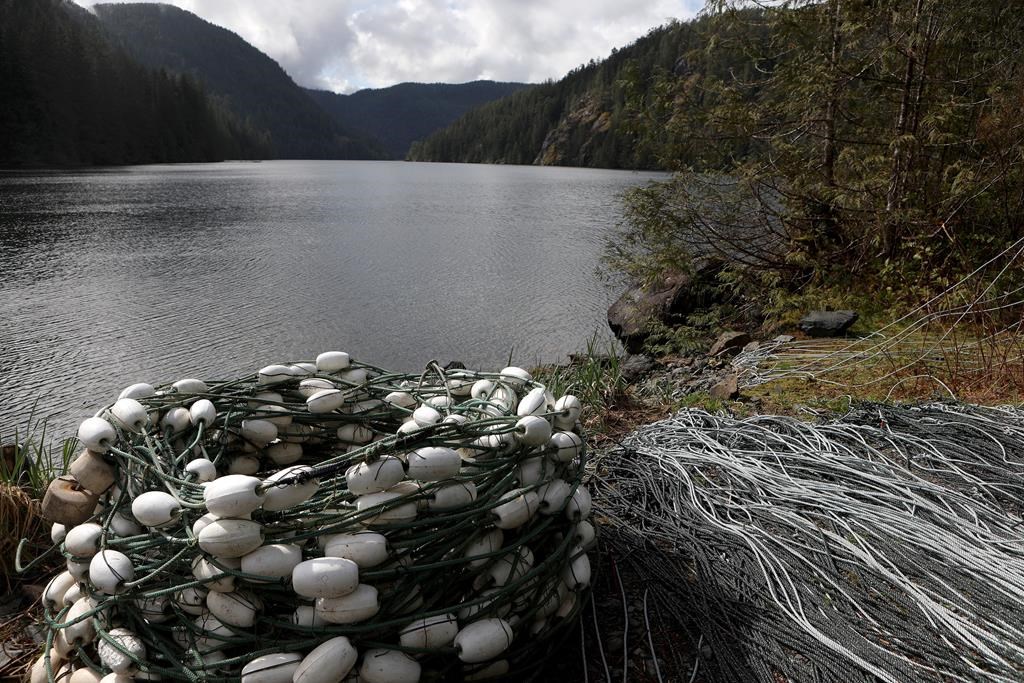 Chief says rescue effort for stranded orca calf four, five days away as ...