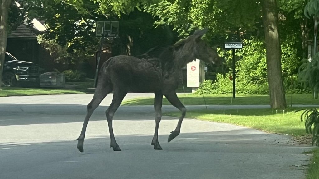 Moose spotted in Ottawa area along highway
