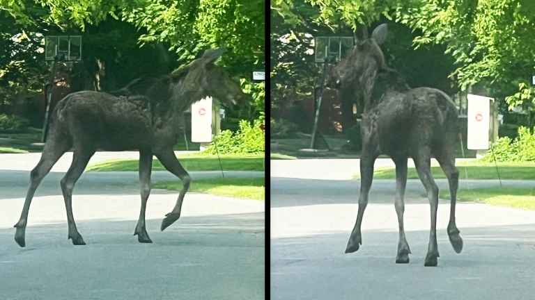 Moose sighting in Kanata neighbourhood