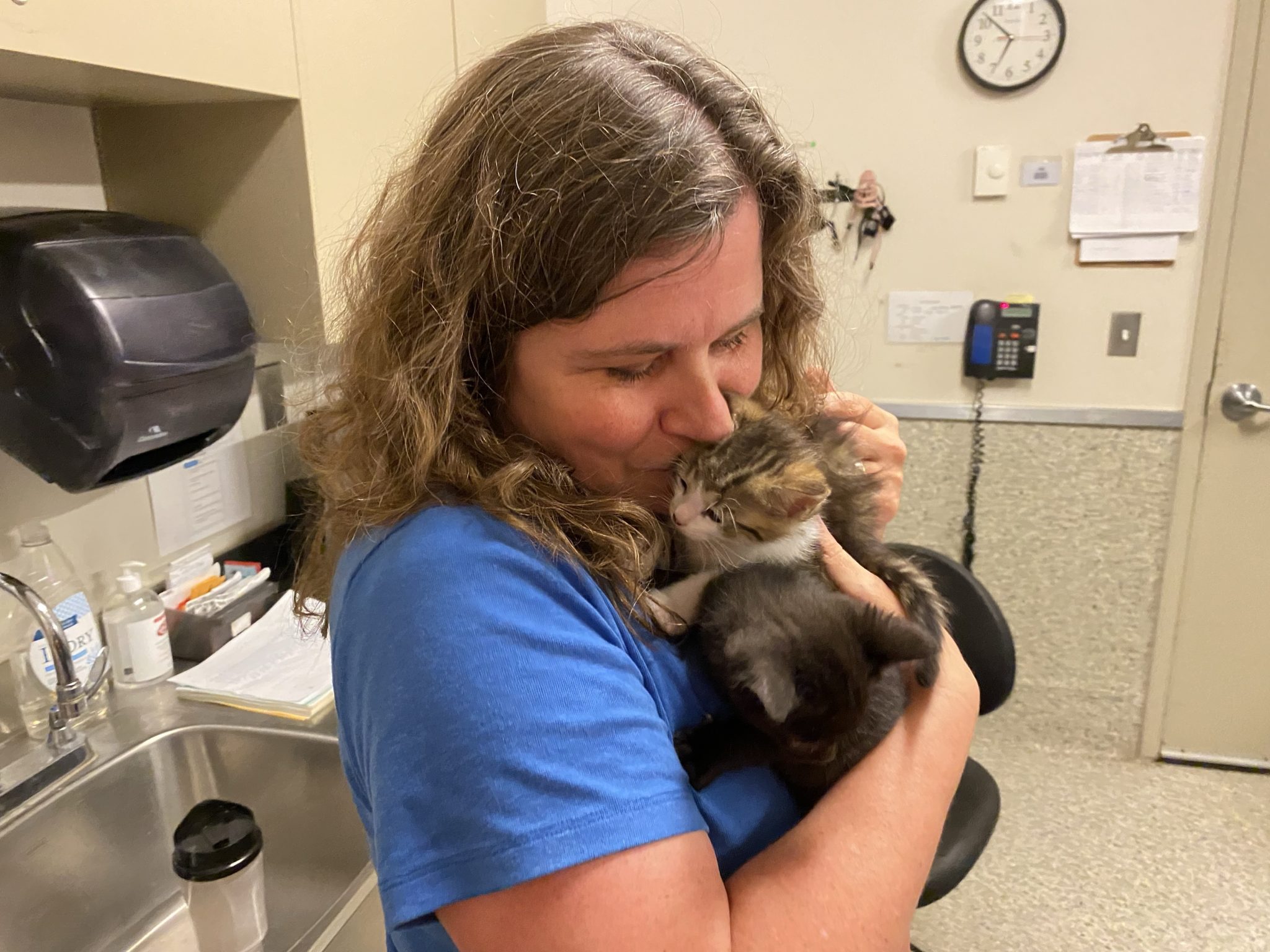 21 homeless kittens up for adoption: Ottawa Humane Society