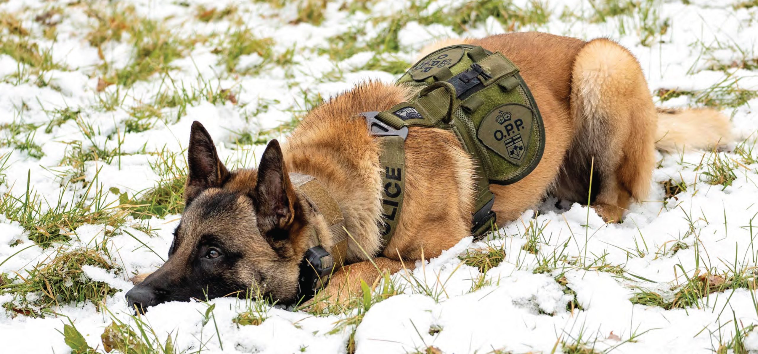 OPP pups featured in 2025 calendar for charities