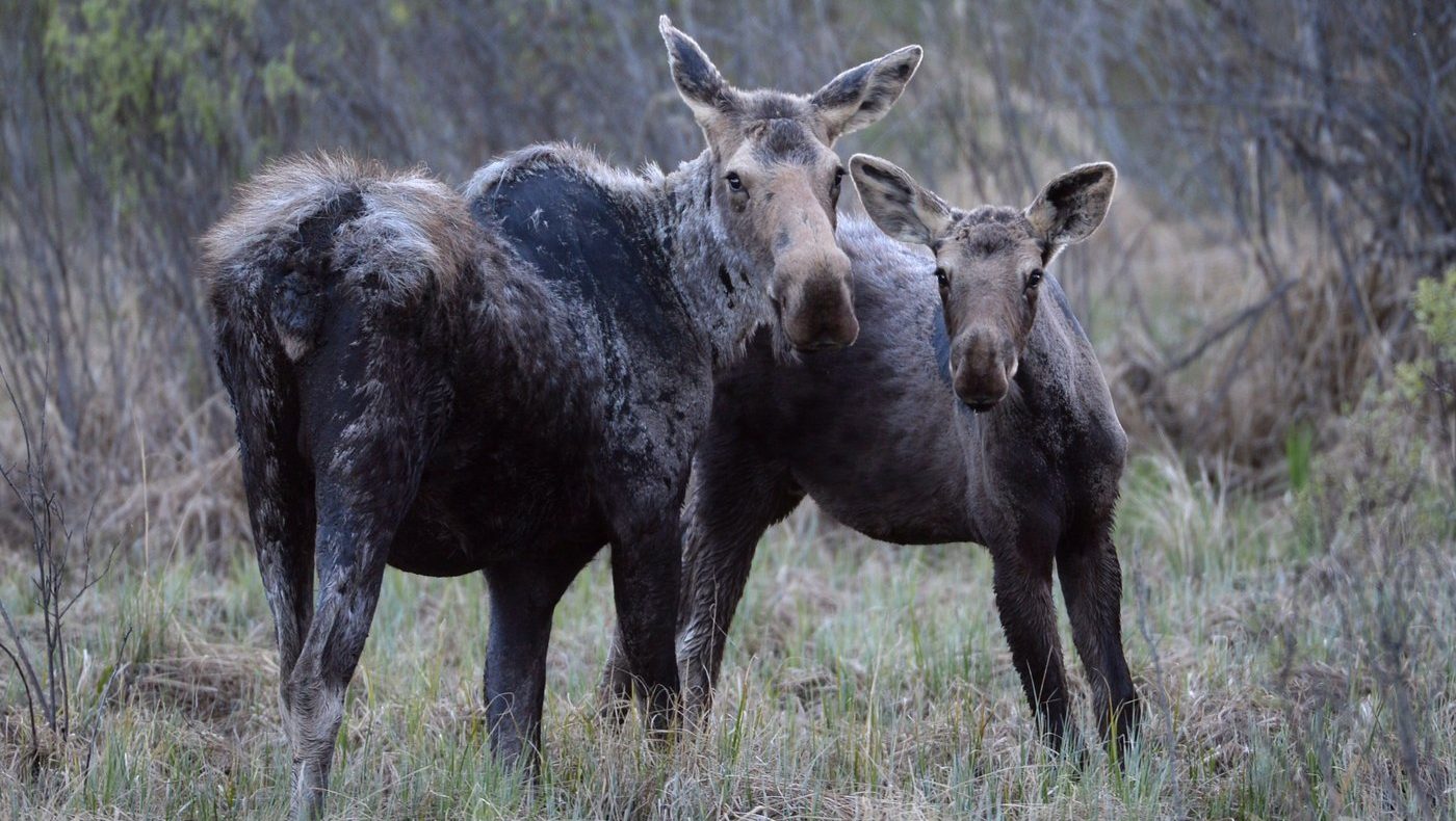 Moose spotted in Ottawa area along highway