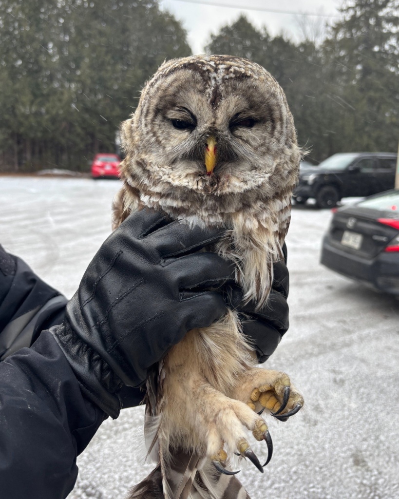 Owl, likely hit by vehicle, rescued from Stittsville roadway