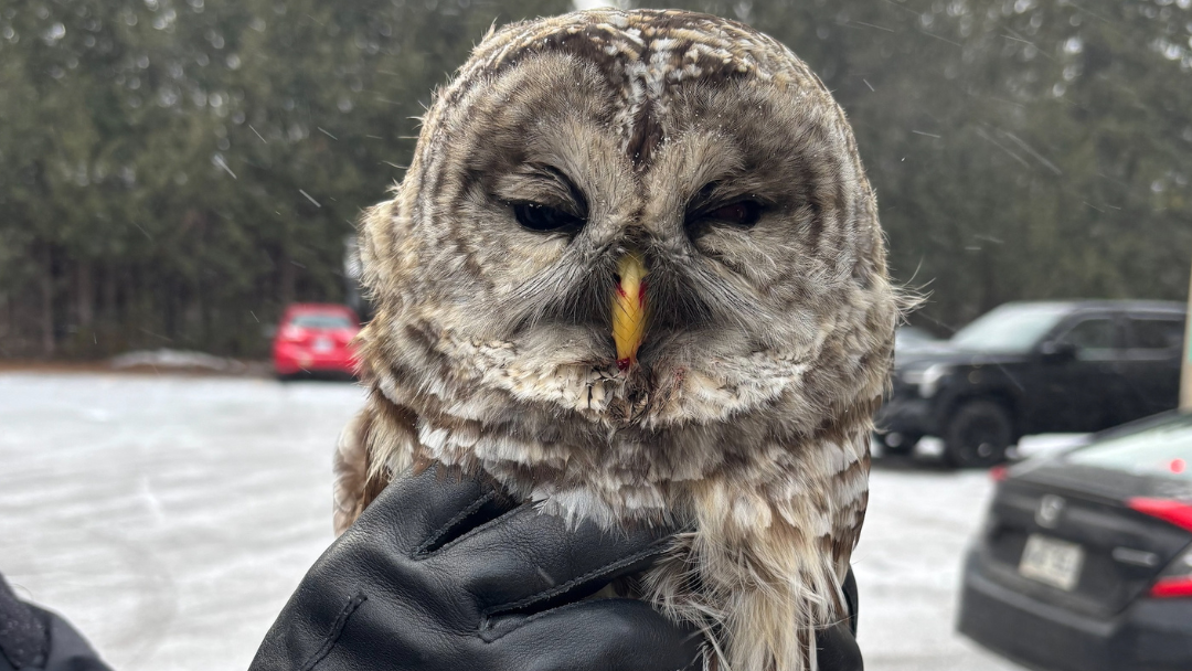 Owl, likely hit by vehicle, rescued from Stittsville roadway