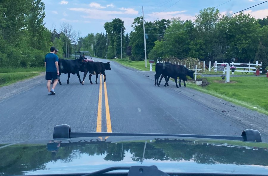Grenville OPP 'mooove' loose cows from roadway in Edwardsburgh/Cardinal ...