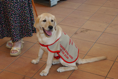 Canadian Guide Dogs for the Blind coming back with 34th annual Guide ...