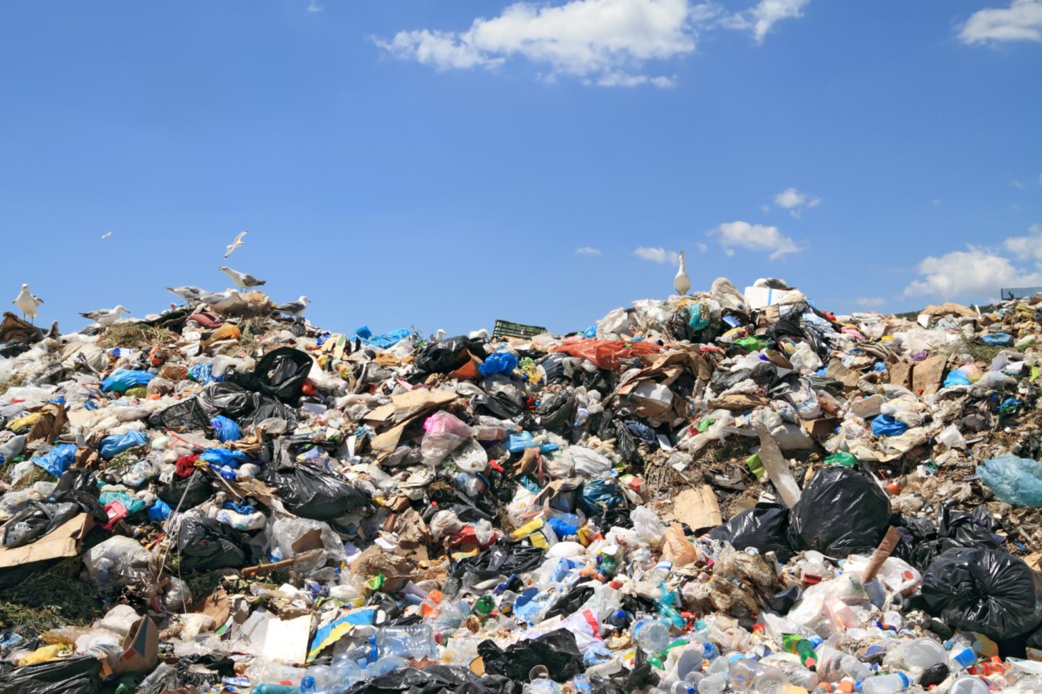 City of Ottawa looking for resident feedback on three new garbage ...