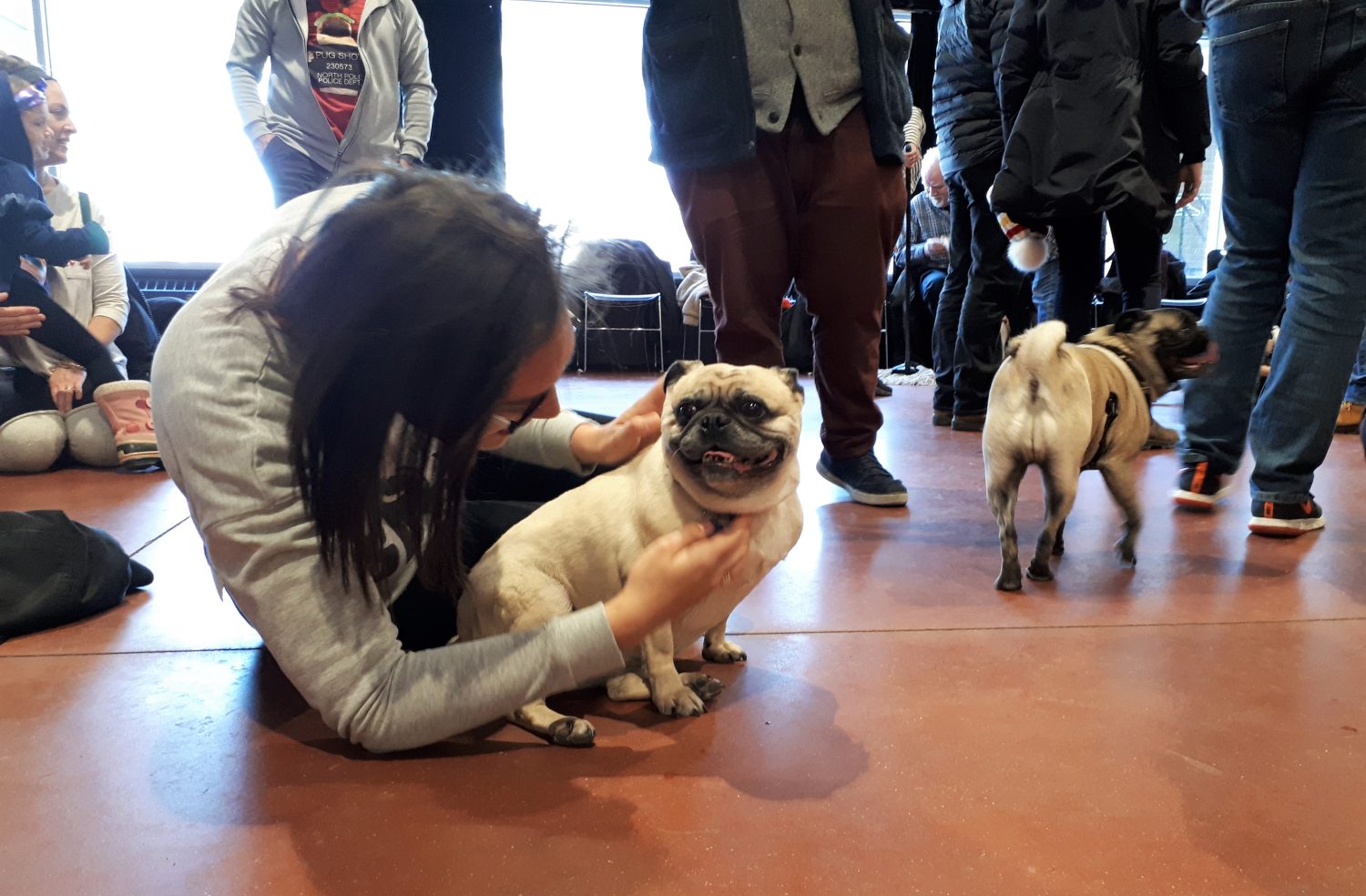 Ottawa pug rescue brings owners together for pug run