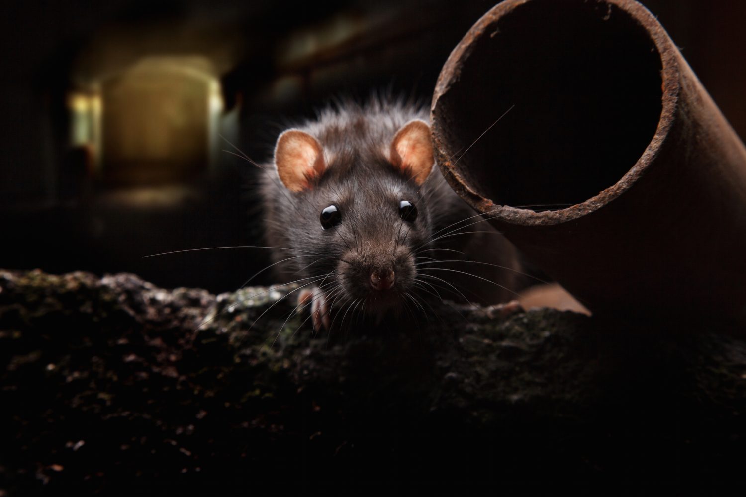 Female rats 'uneasy' with male experimenters, affecting lab results: study