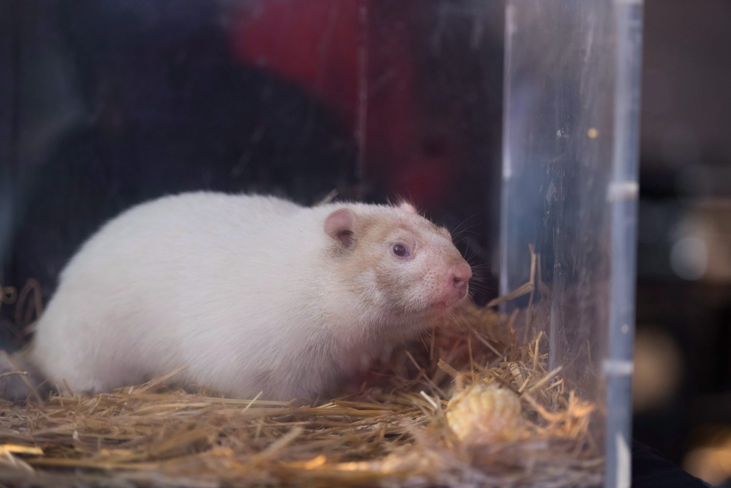 Groundhog Day: Wiarton Willie forecasts an early spring | CityNews Ottawa